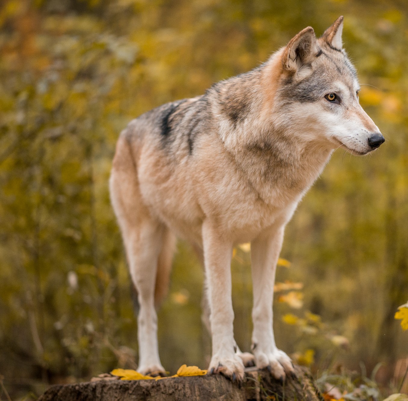 Tala | WSC WolfScienceCenter